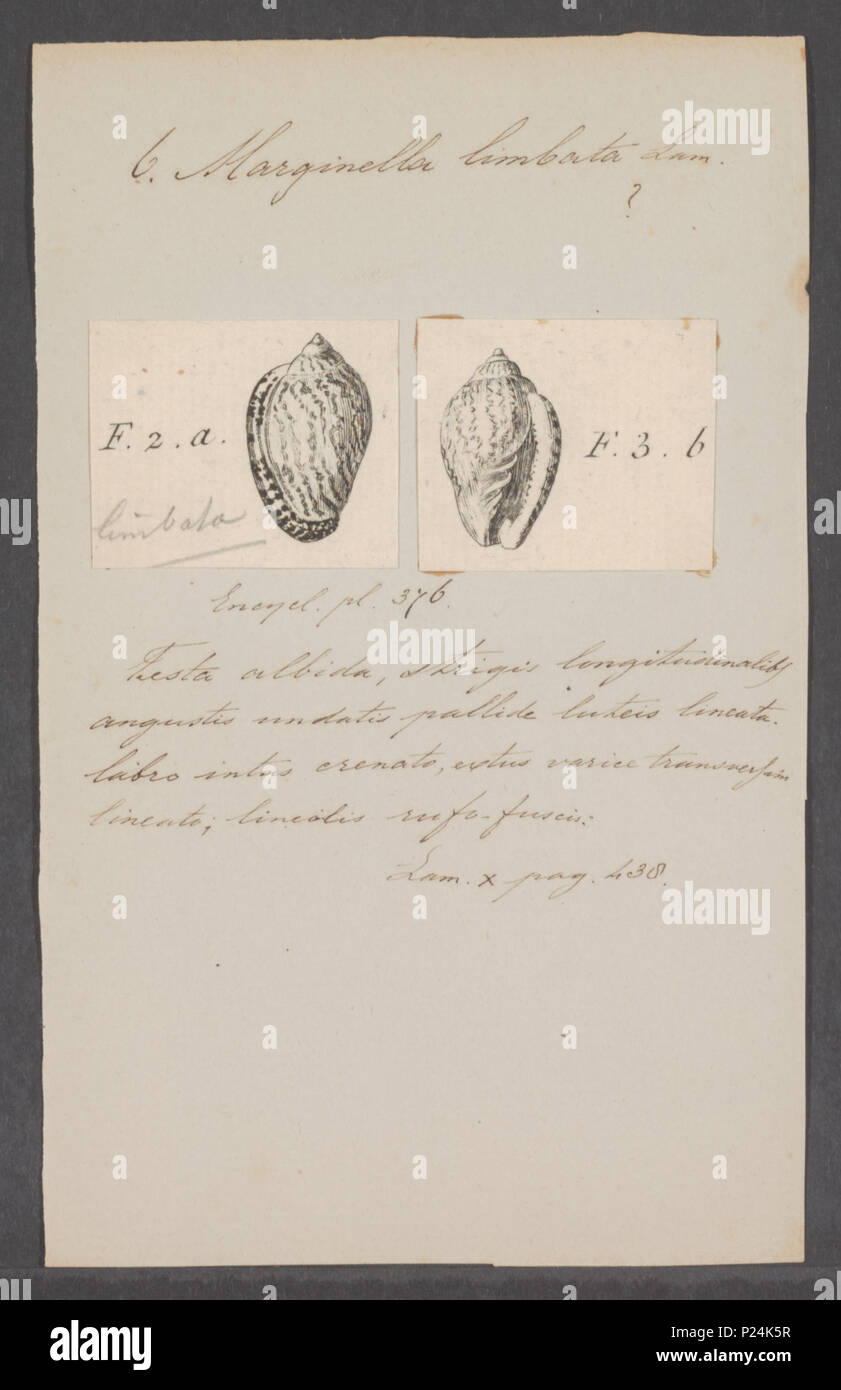 Marginella limbata hi-res stock photography and images - Alamy