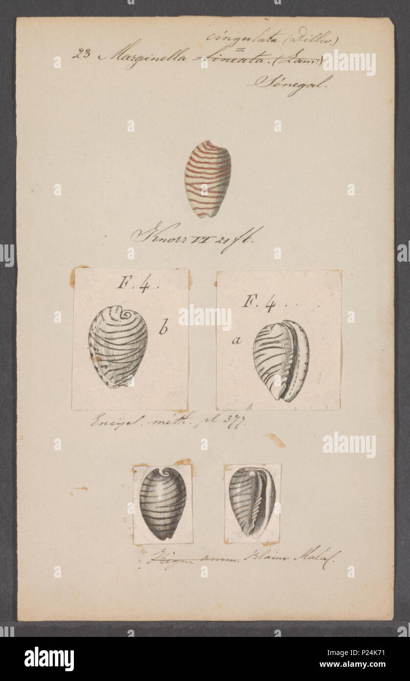 Marine genus marginella hi-res stock photography and images - Alamy