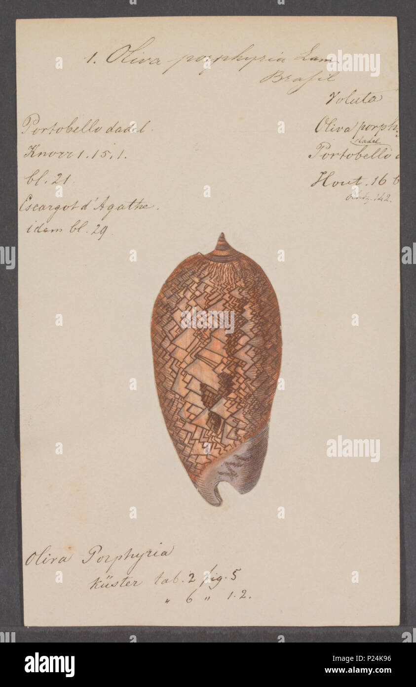 Porphyria porphyria hi-res stock photography and images - Alamy