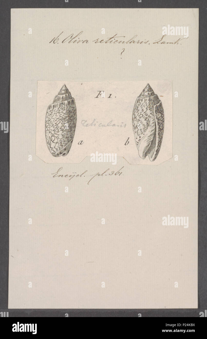 Oliva reticularis hi-res stock photography and images - Alamy