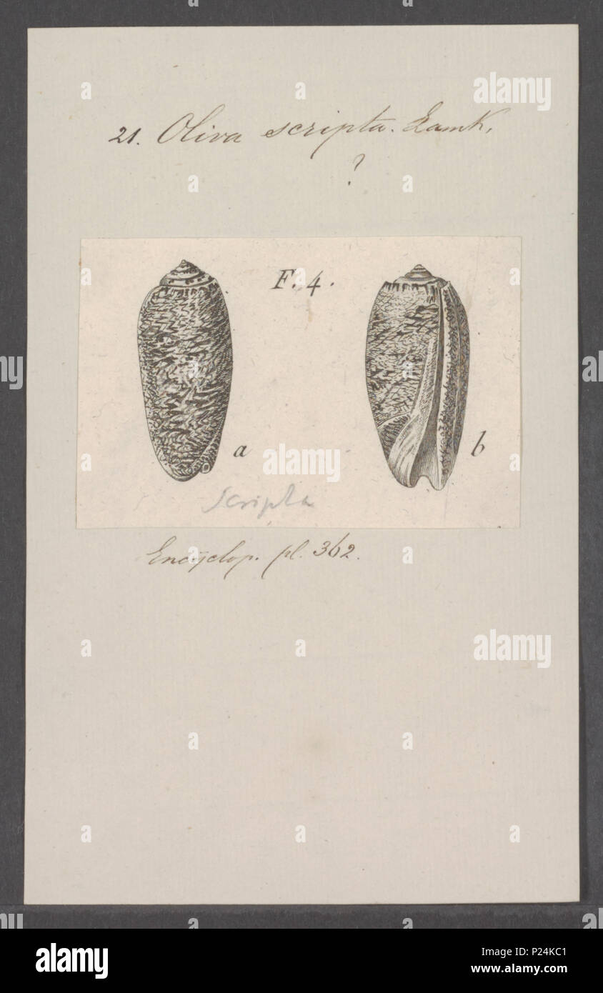 Oliva scripta hi-res stock photography and images - Alamy