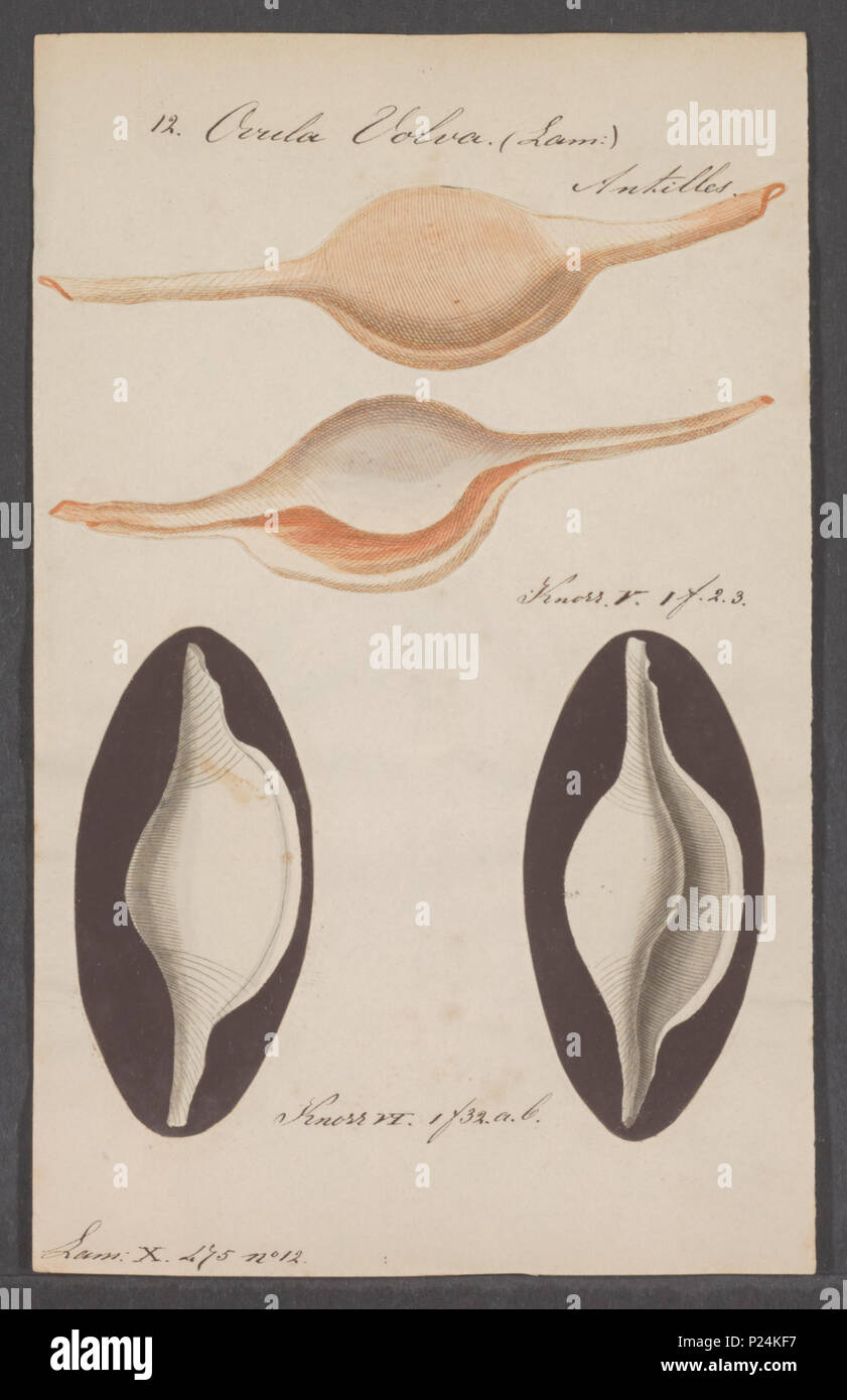 Ovula volva hi-res stock photography and images - Alamy