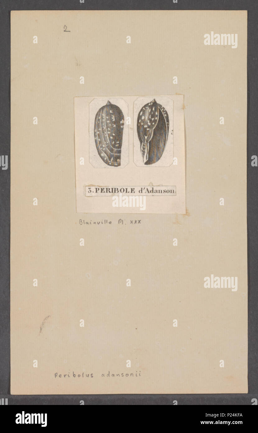 . Peribolus adansonii 220 Peribolus adansonii - - Print - Iconographia ...