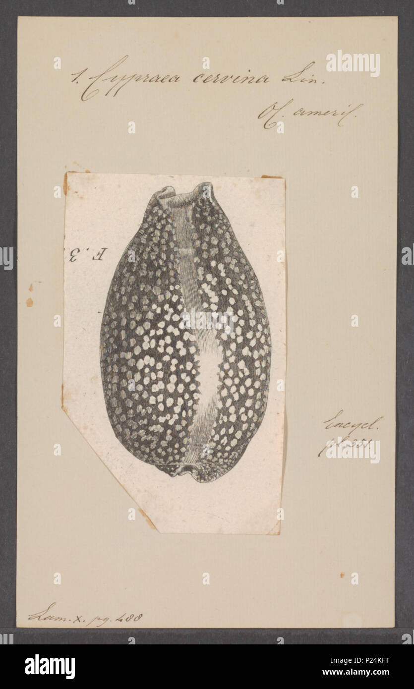 Cervina hi-res stock photography and images - Alamy