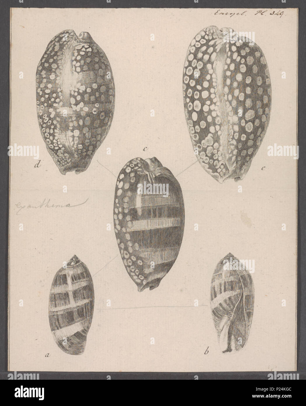 Exanthema hi-res stock photography and images - Alamy