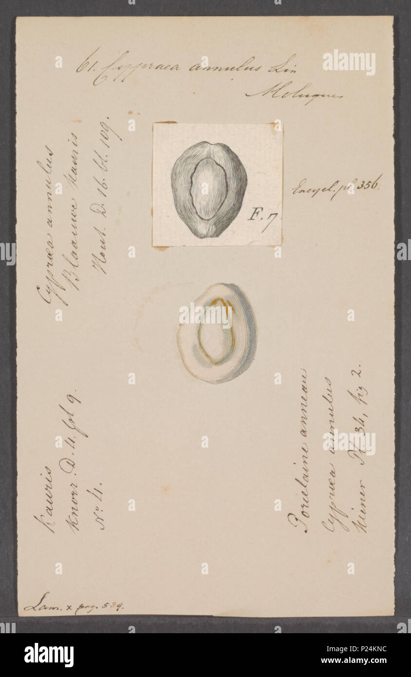 . Cypraea annulus 73 Cypraea annulus - - Print - Iconographia Zoologica ...