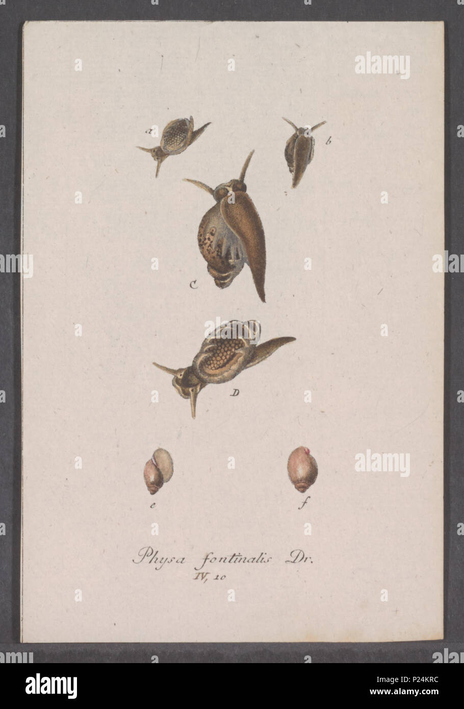 Physa Fontinalis High Resolution Stock Photography and Images - Alamy