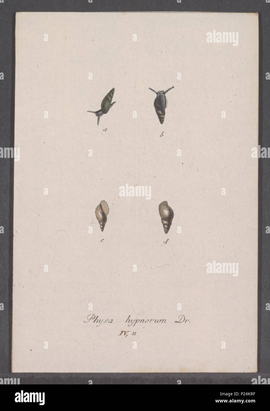 Physa High Resolution Stock Photography and Images - Alamy