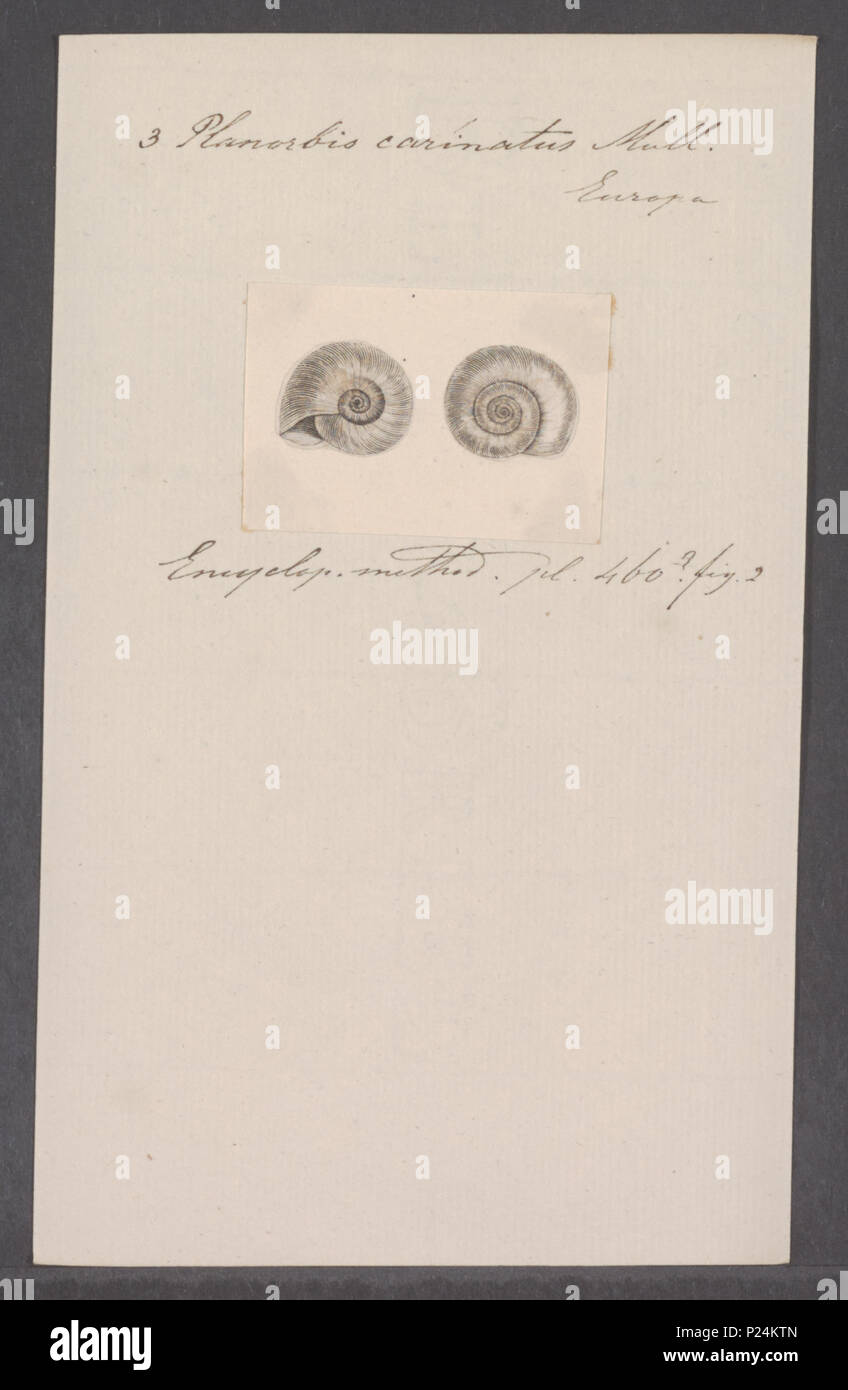 Planorbis planorbis carinatus hi-res stock photography and images - Alamy