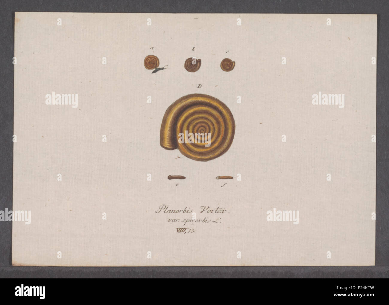 Planorbis vortex hi-res stock photography and images - Alamy