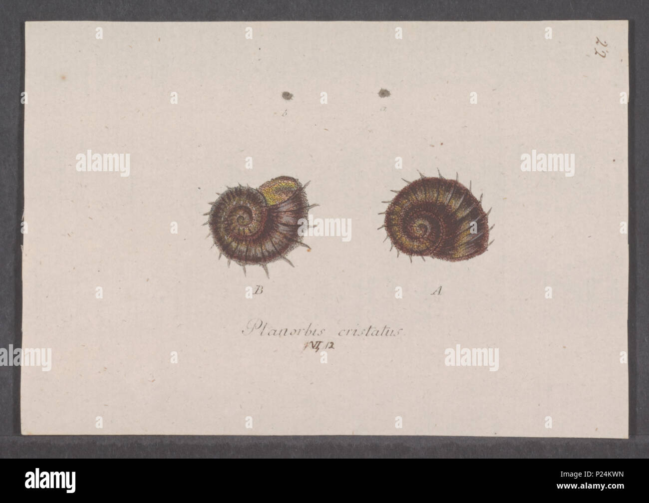 . Planorbis cristatus 226 Planorbis cristatus - - Print - Iconographia ...