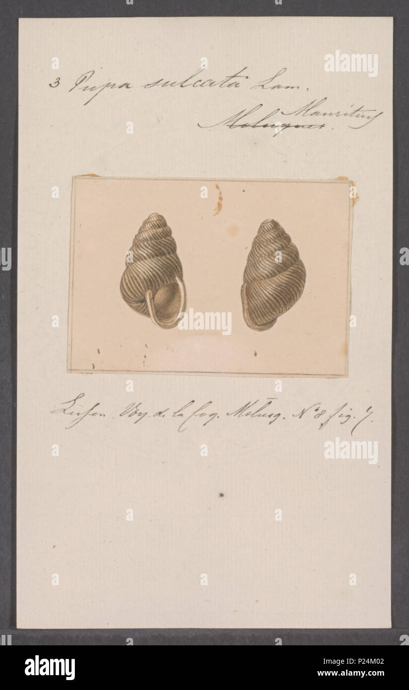 Pupa sulcata hi-res stock photography and images - Alamy