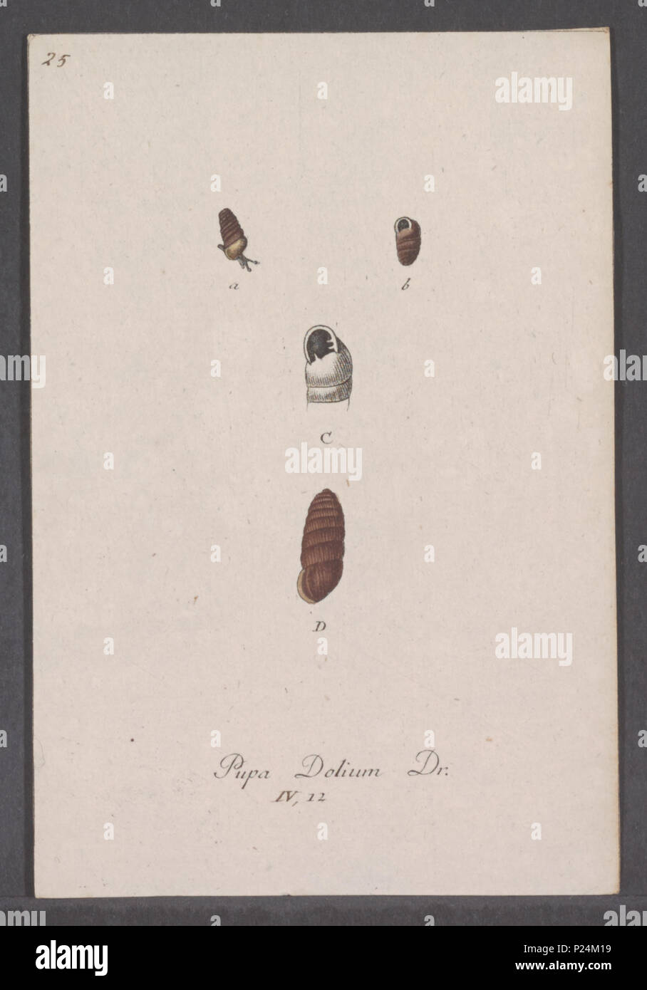 Dolium hi-res stock photography and images - Alamy