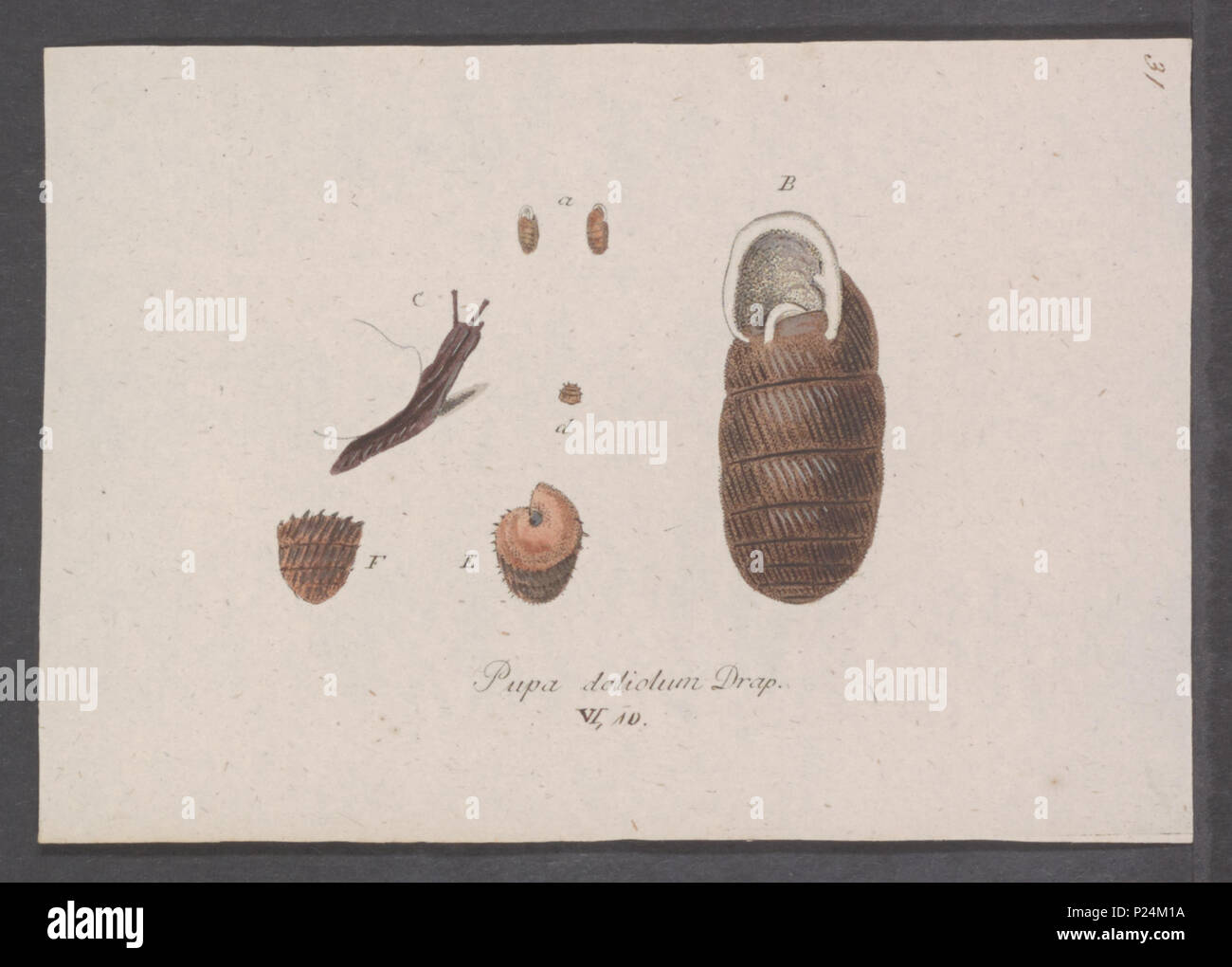 Dolium hi-res stock photography and images - Alamy