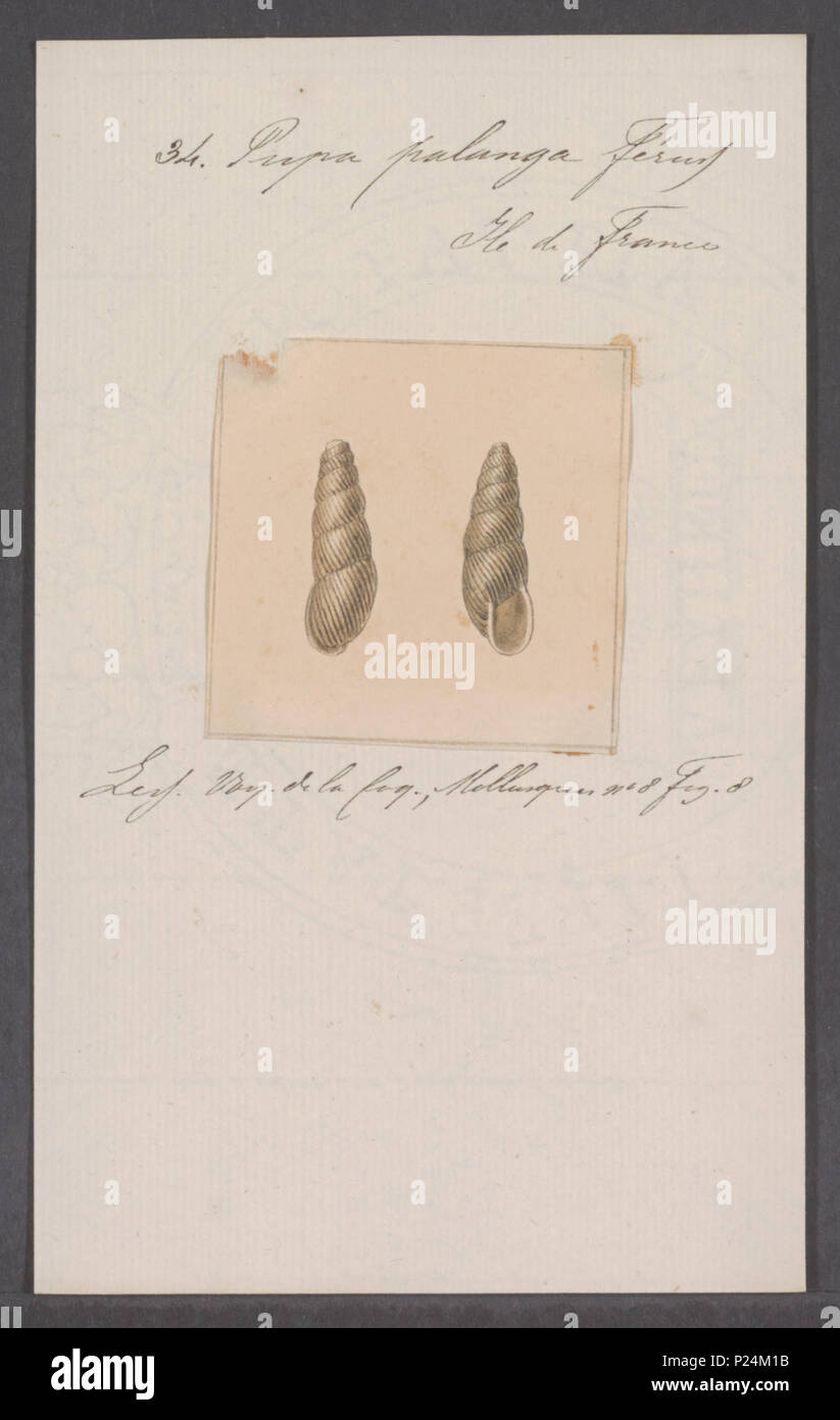 Pupa palanga hi-res stock photography and images - Alamy
