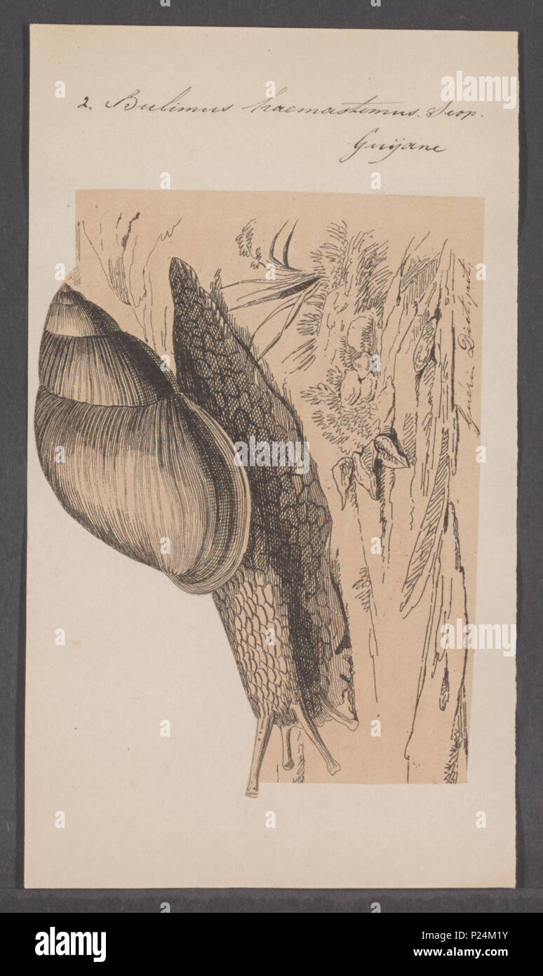 Bulimus hi-res stock photography and images - Alamy