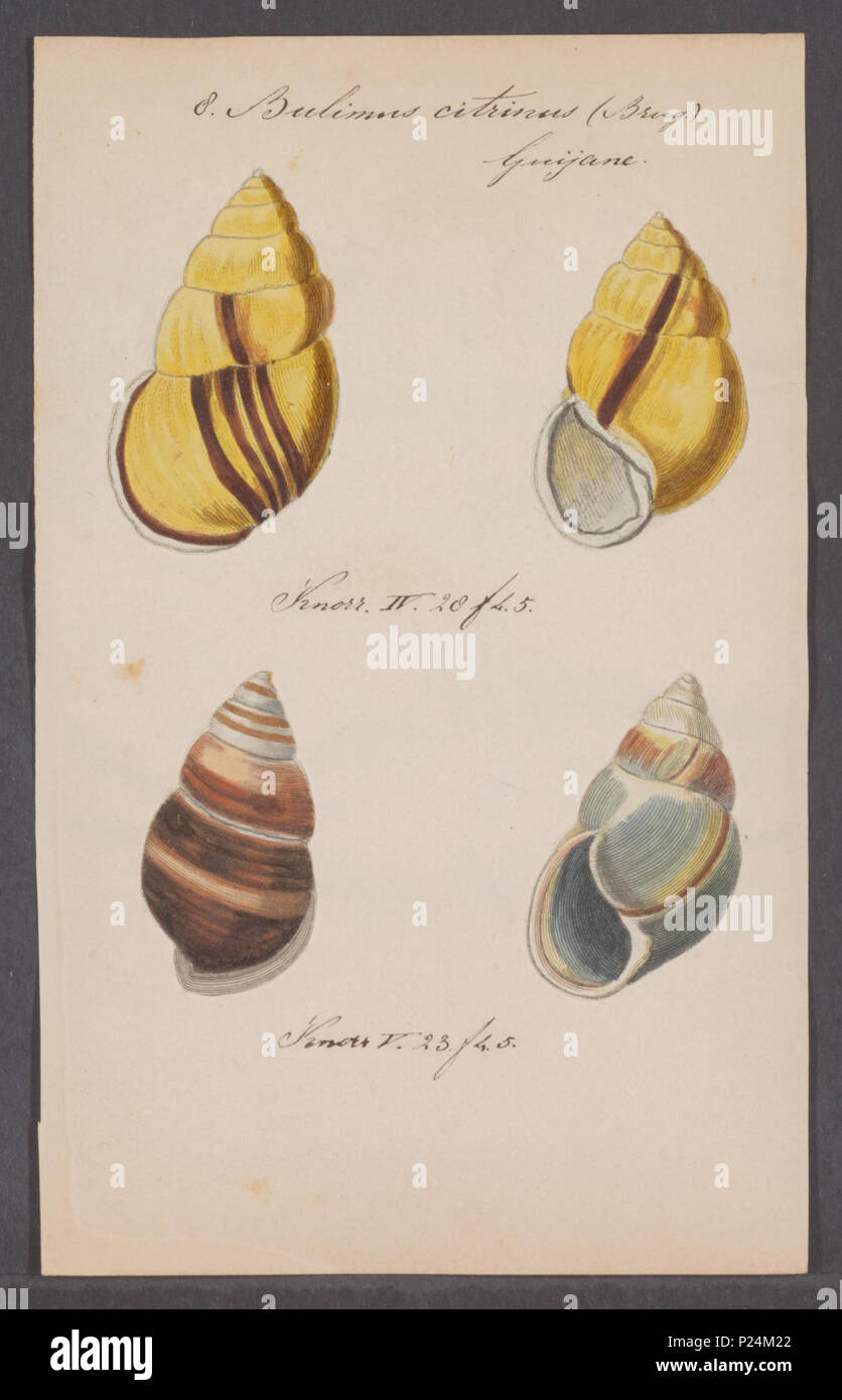 Bulimus citrinus hi-res stock photography and images - Alamy