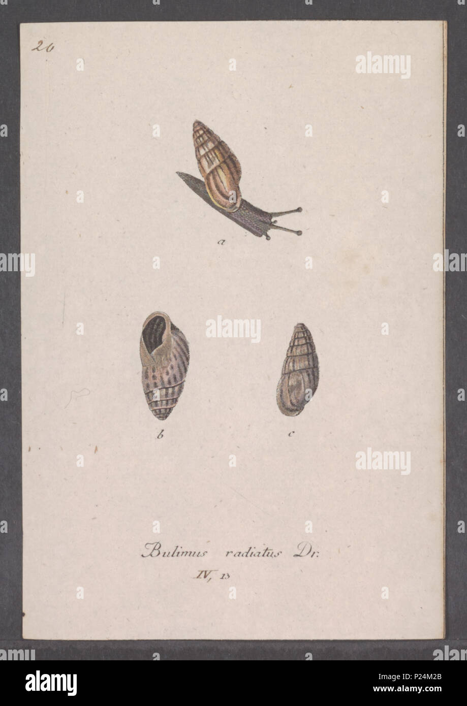 Bulimus radiatus hi-res stock photography and images - Alamy