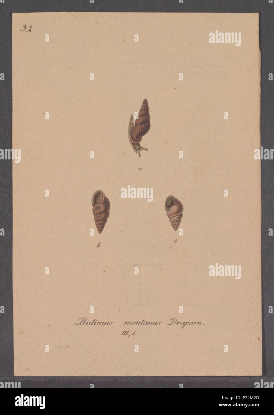 Bulimus hi-res stock photography and images - Alamy