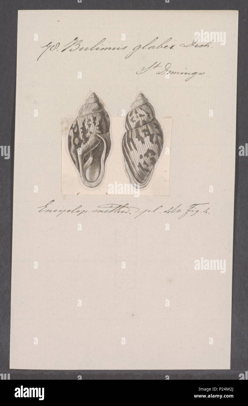 Bulimus hi-res stock photography and images - Alamy