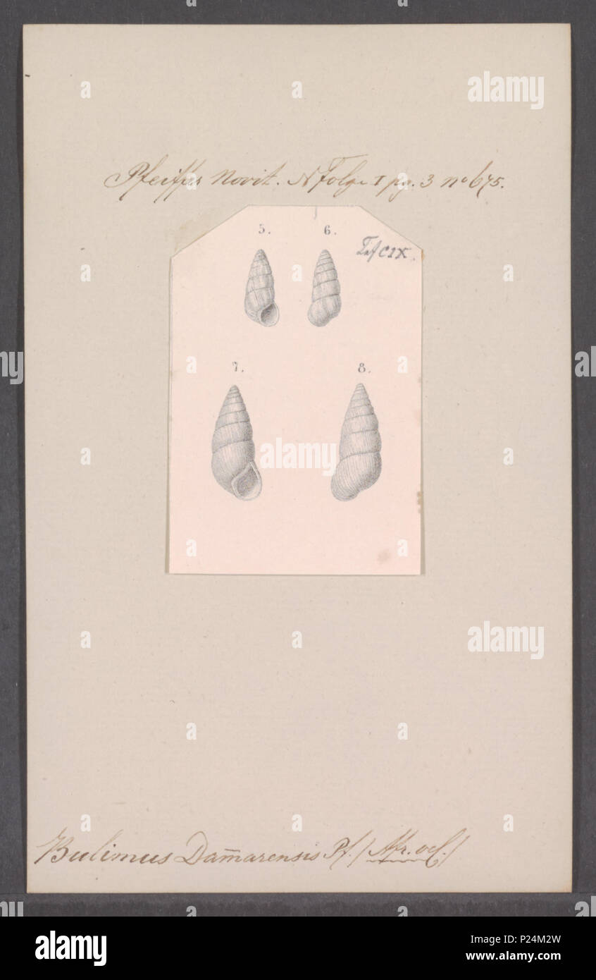 Bulimus hi-res stock photography and images - Alamy