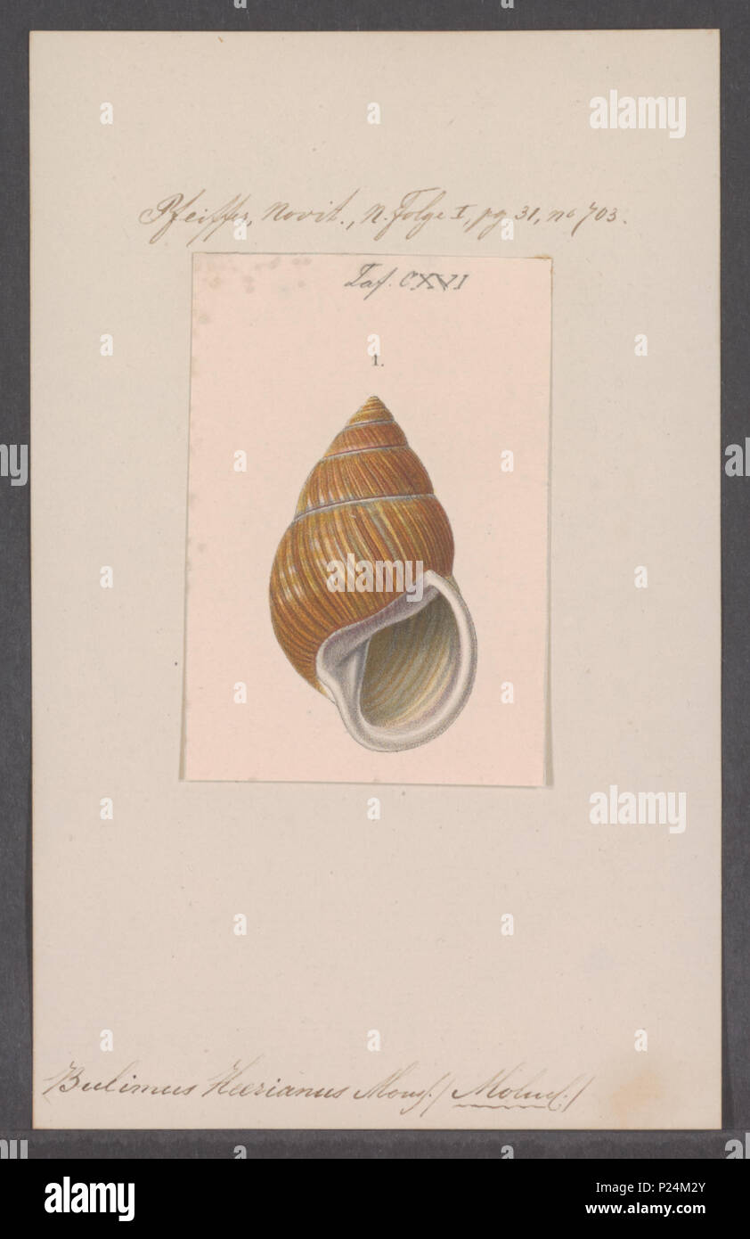 Bulimus hi-res stock photography and images - Alamy