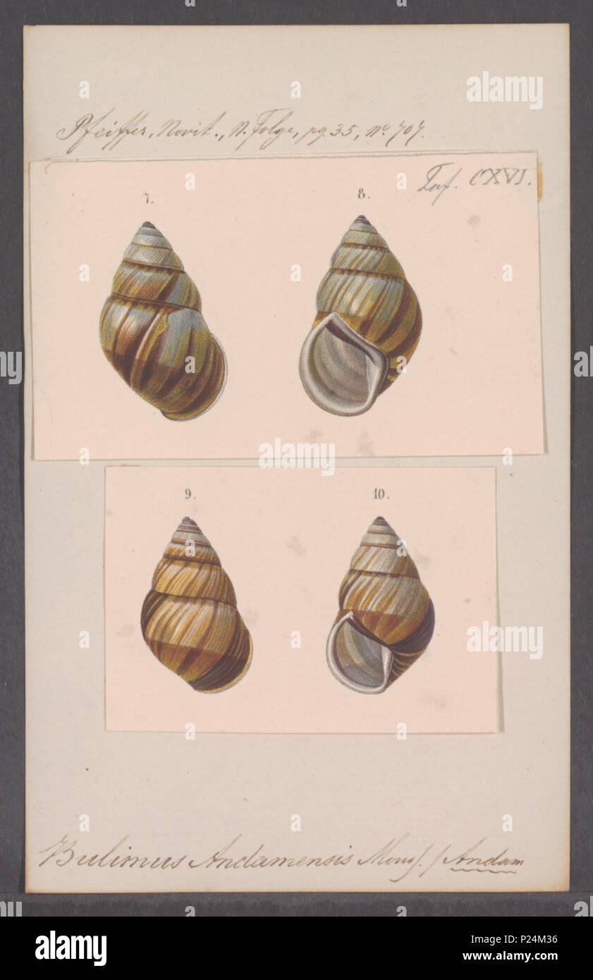 Bulimus hi-res stock photography and images - Alamy