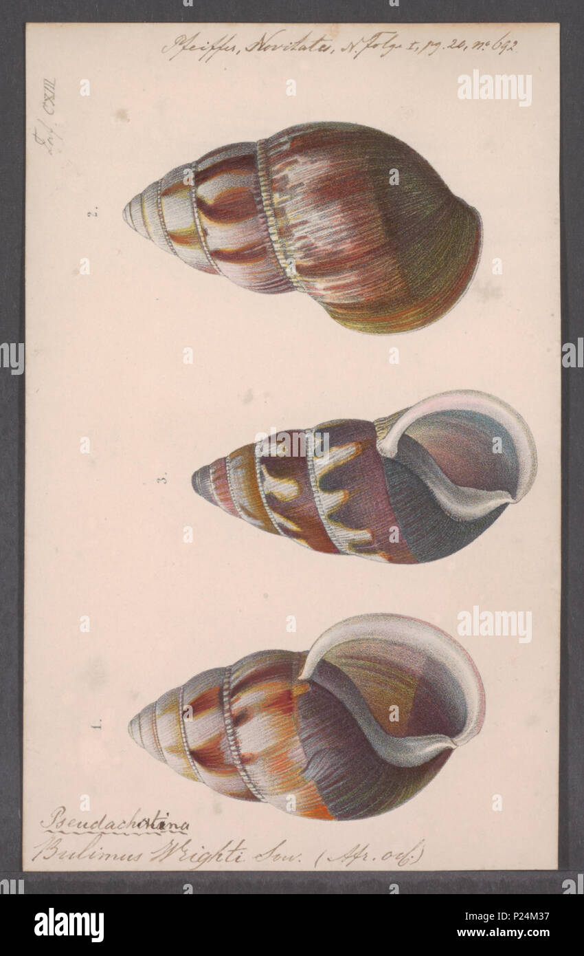 Bulimus hi-res stock photography and images - Alamy