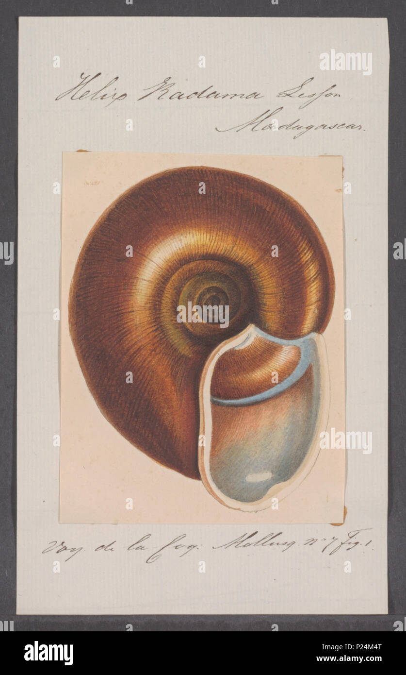 Helix radama hi-res stock photography and images - Alamy