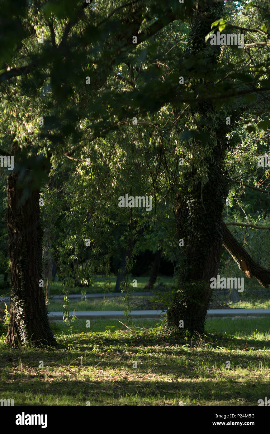 two deciduous trees with a shadow Stock Photo - Alamy