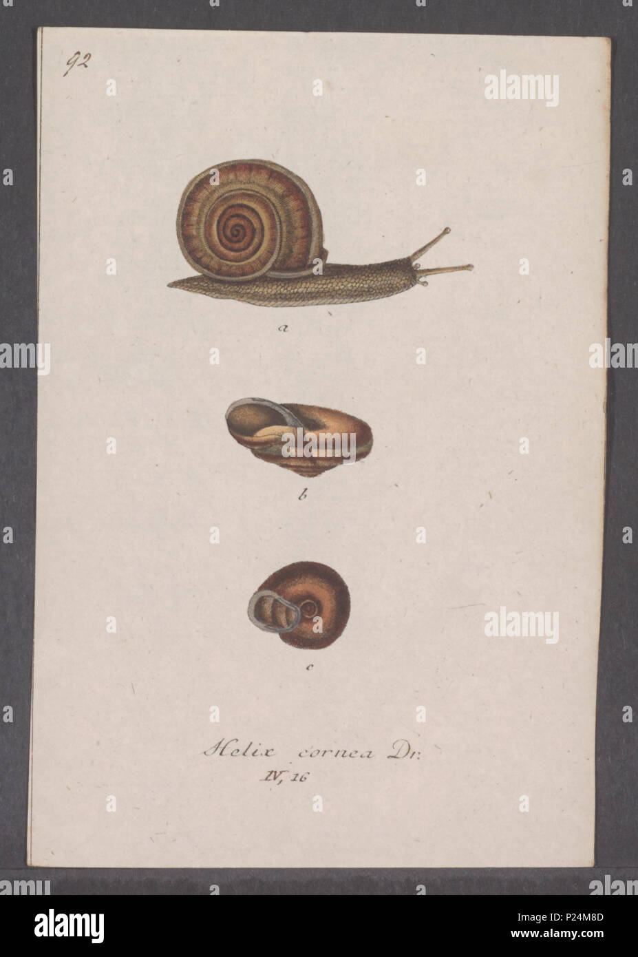 Planorbarius Corneus High Resolution Stock Photography and Images - Alamy