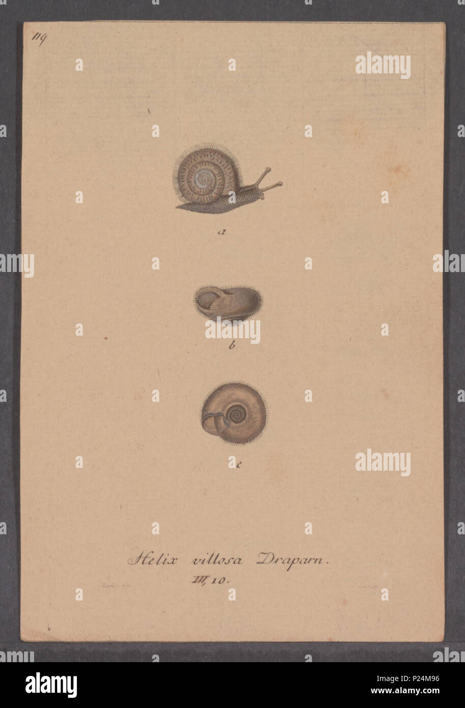 . Helix villosa 146 Helix villosa - - Print - Iconographia Zoologica - Special Collections ...