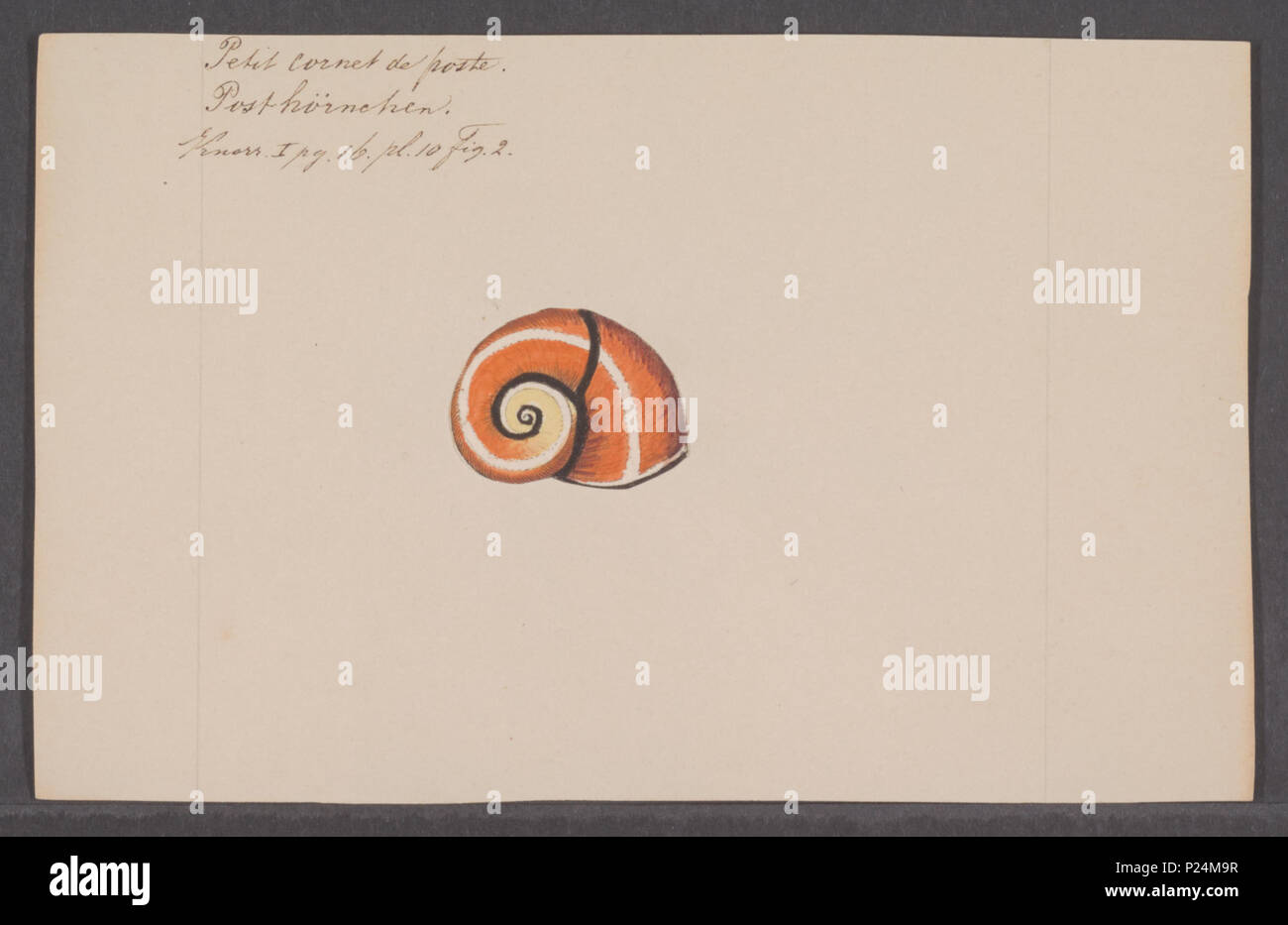 . Helix spec 145 Helix spec. - - Print - Iconographia Zoologica ...