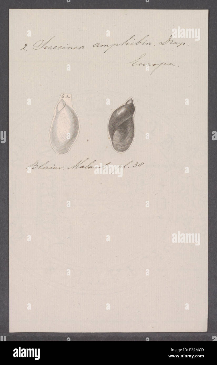 Succinea amphibia hi-res stock photography and images - Alamy