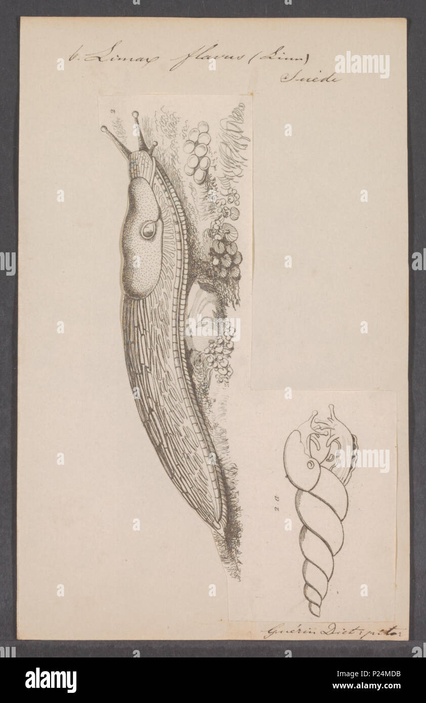 Limax flavus yellow slug hi-res stock photography and images - Alamy