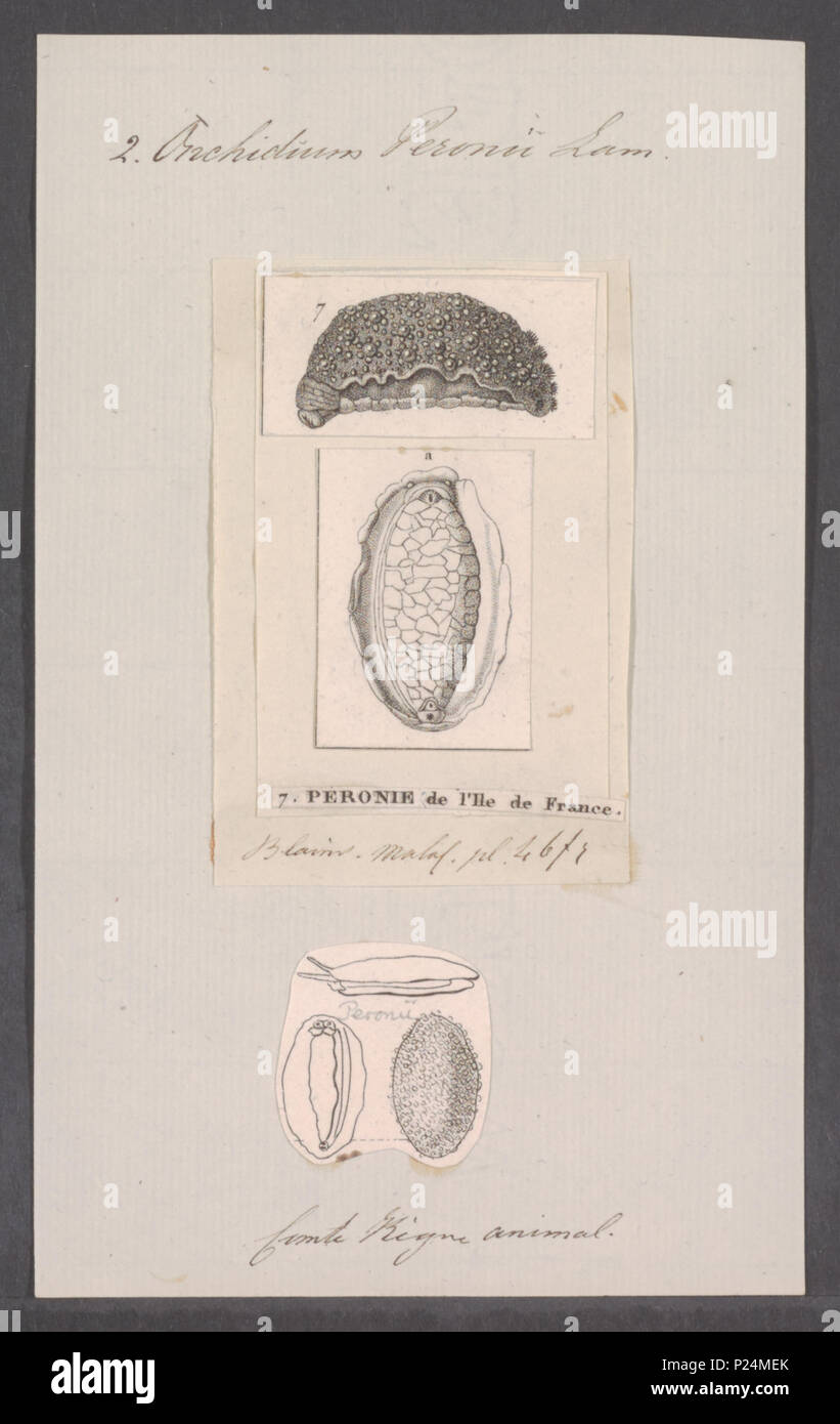 Onchidium peronii hi-res stock photography and images - Alamy