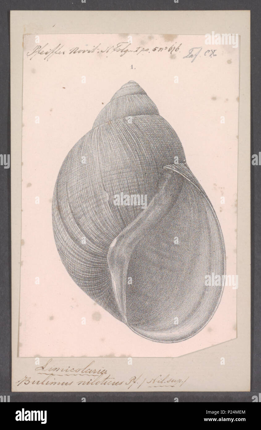 Bulimus hi-res stock photography and images - Alamy