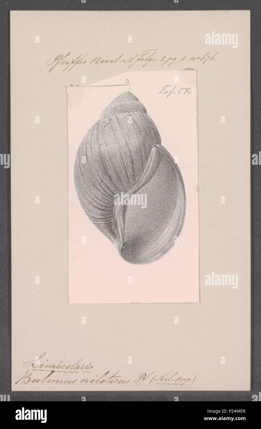 Bulimus hi-res stock photography and images - Alamy