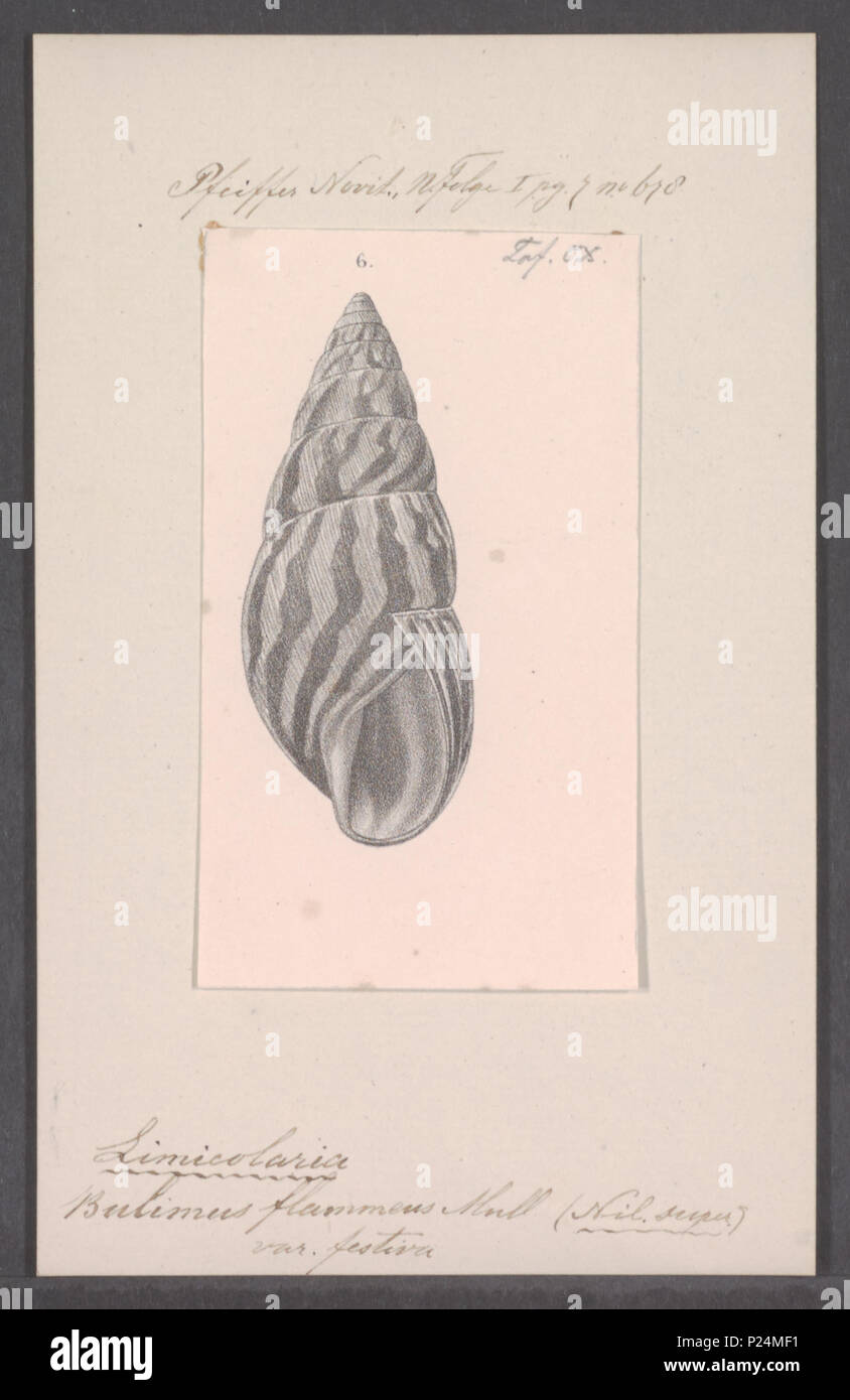 Bulimus hi-res stock photography and images - Alamy