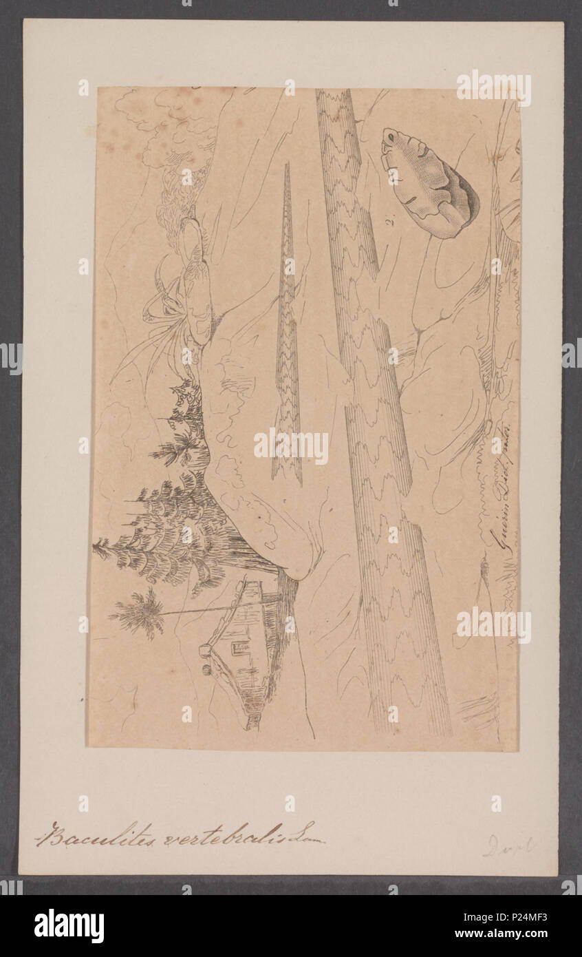 Baculites hi-res stock photography and images - Alamy