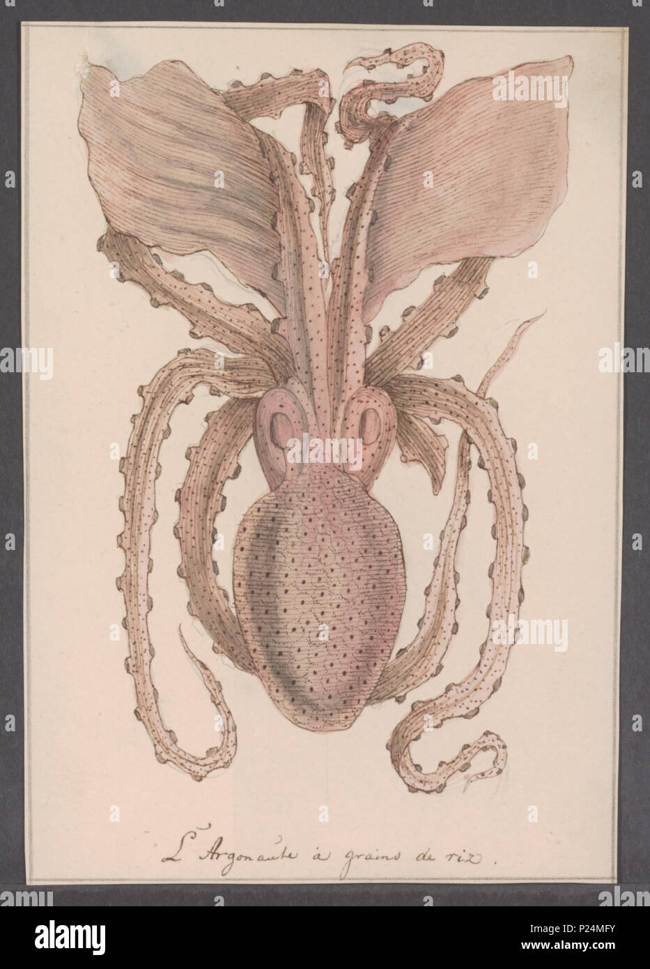 Argonauta hi-res stock photography and images - Alamy