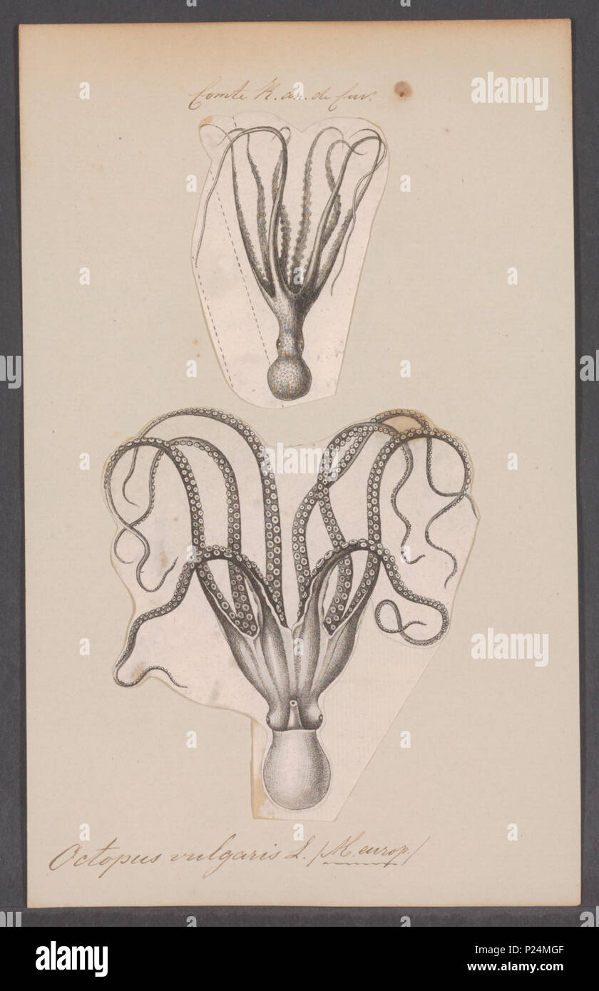 Octopus ink drawing hi-res stock photography and images - Alamy