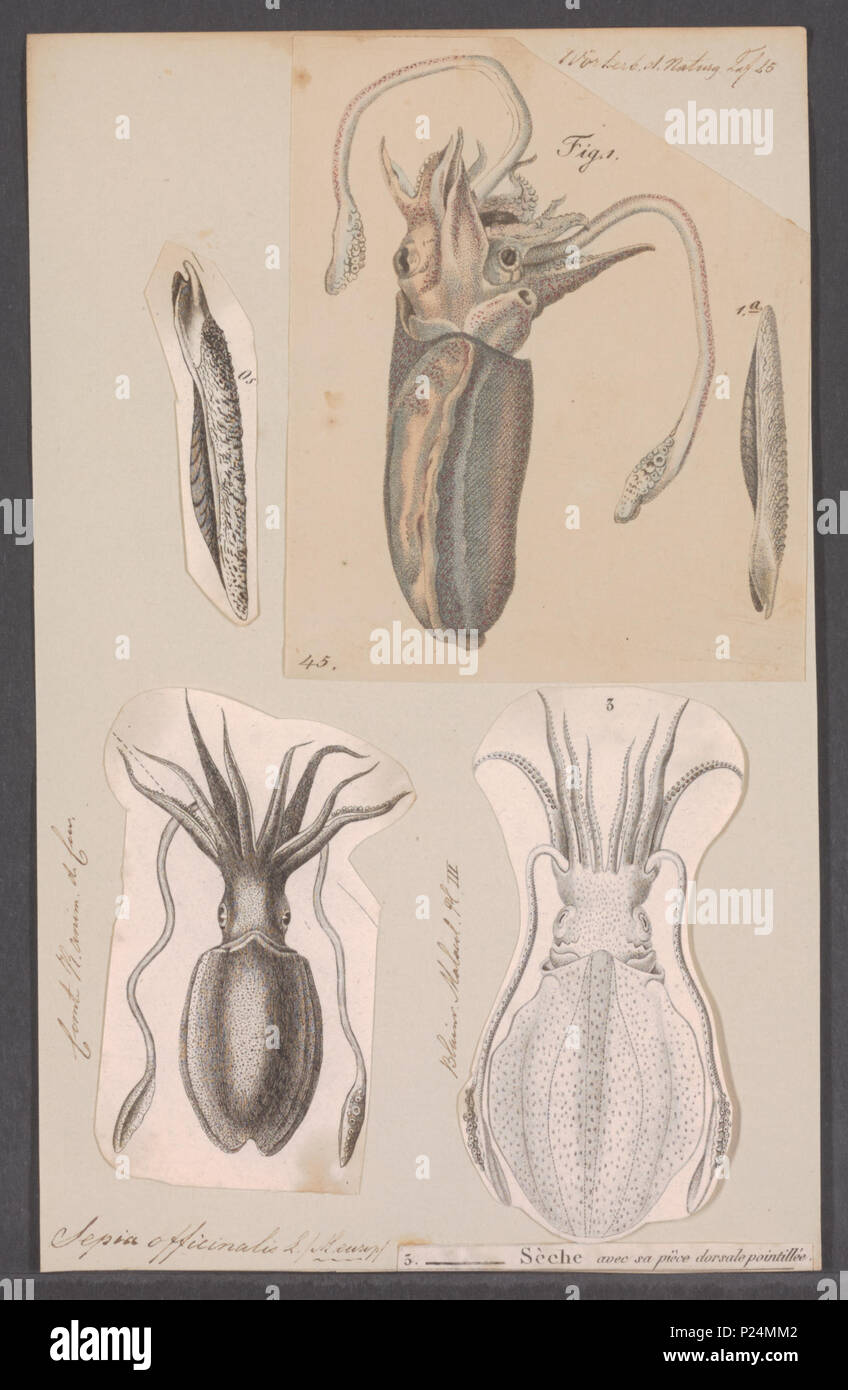 . Sepia officinalis 287 Sepia officinalis - - Print - Iconographia ...