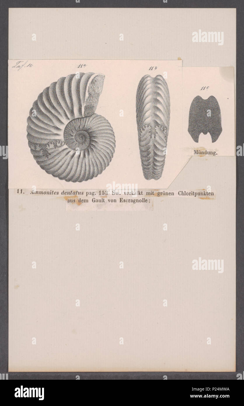 Ammonites dentatus hi-res stock photography and images - Alamy