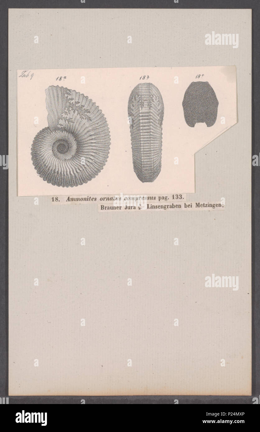 Ammonites ornatus compressus hi-res stock photography and images - Alamy