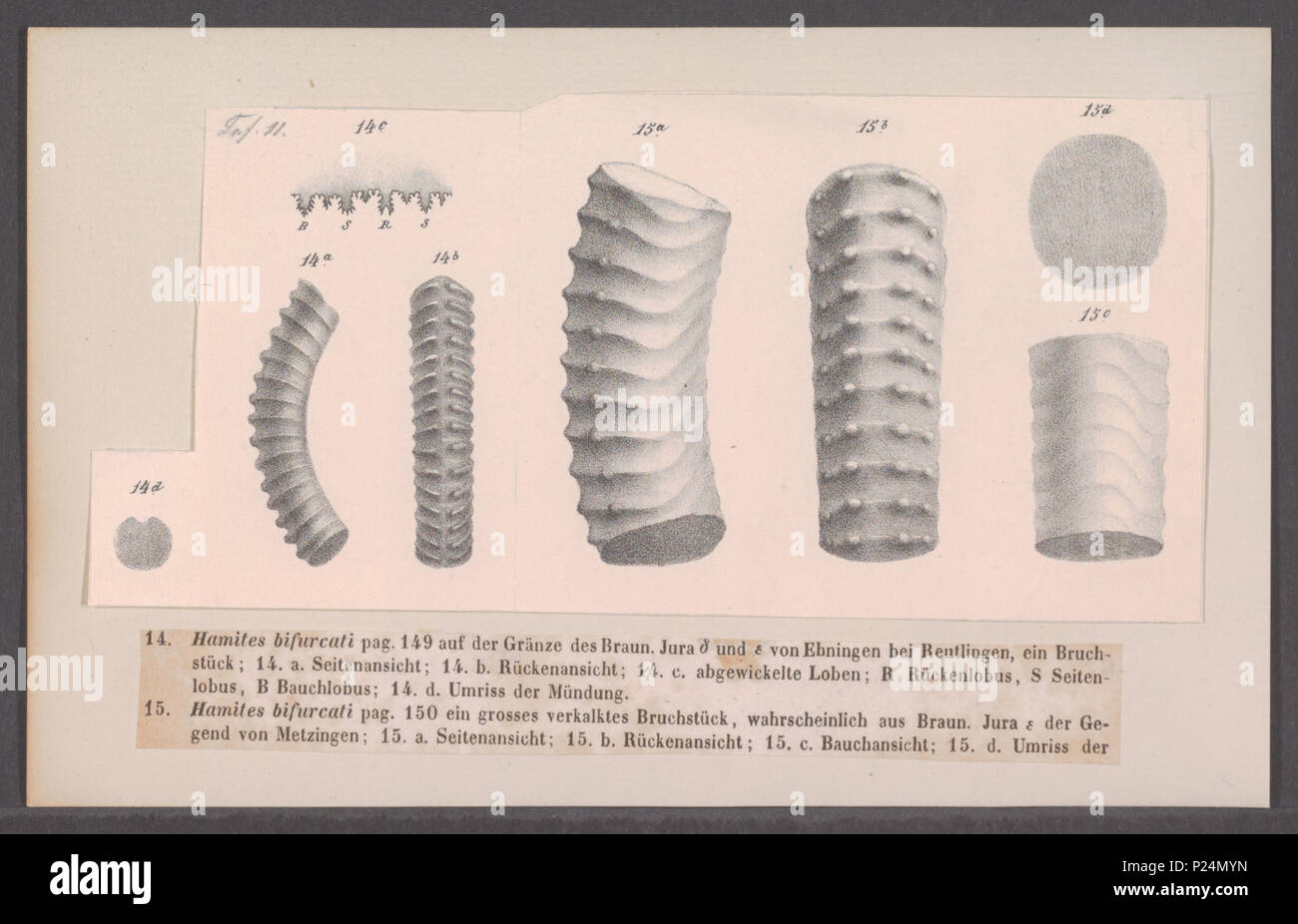 Hamites bifurcati hi-res stock photography and images - Alamy