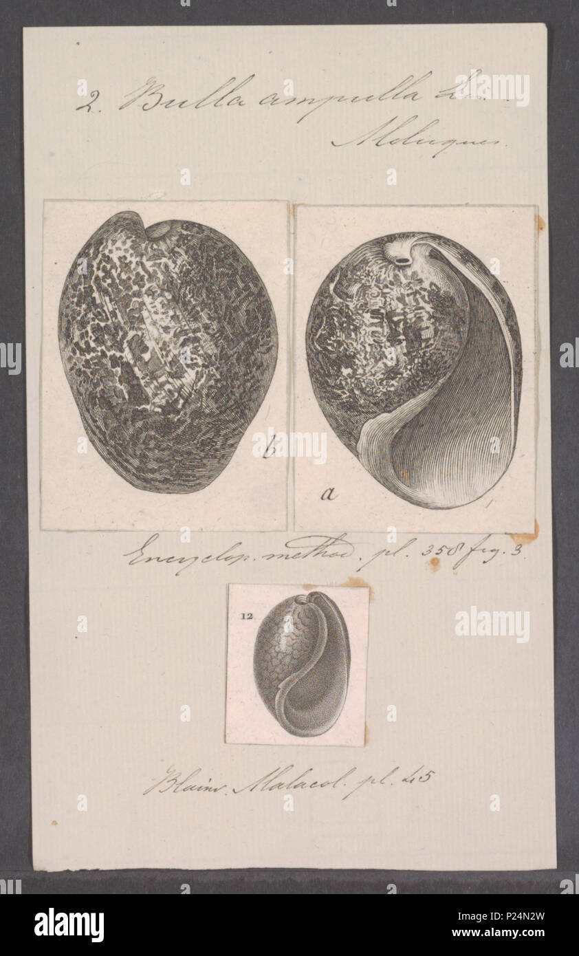 Bulla ampulla hi-res stock photography and images - Alamy