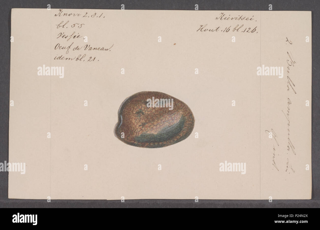 Bulla ampulla hi-res stock photography and images - Alamy