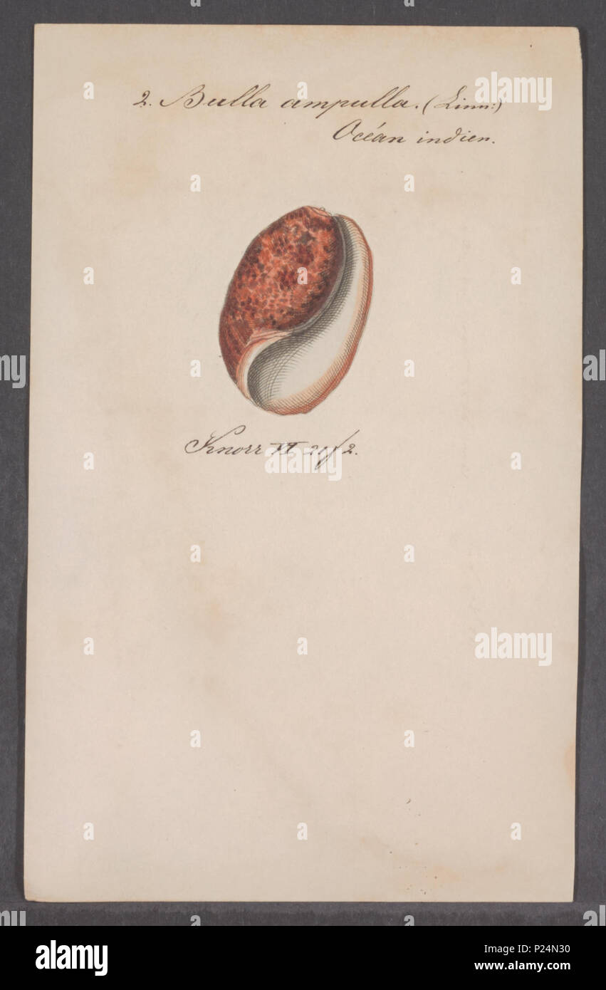 Bulla Ampulla High Resolution Stock Photography and Images - Alamy