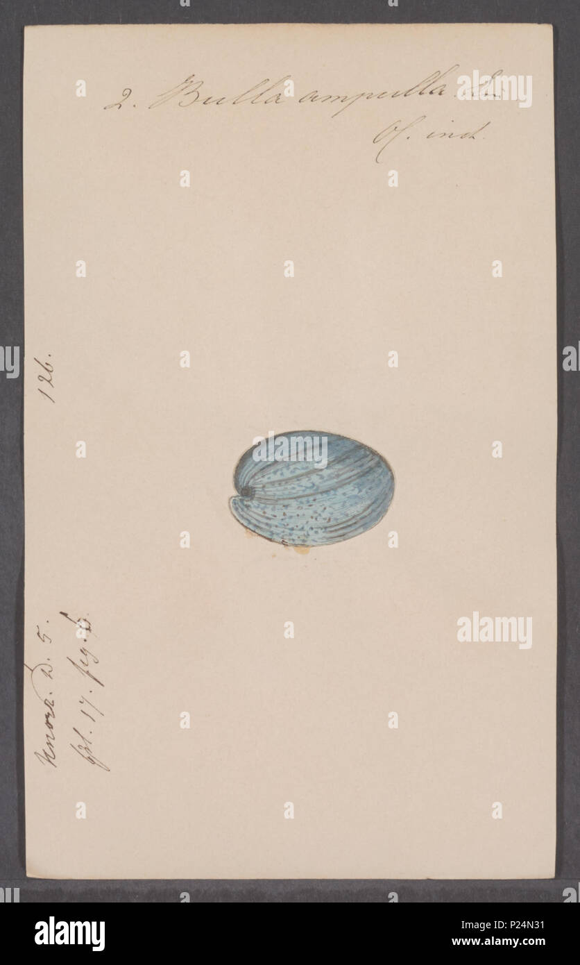 Bulla ampulla hi-res stock photography and images - Alamy